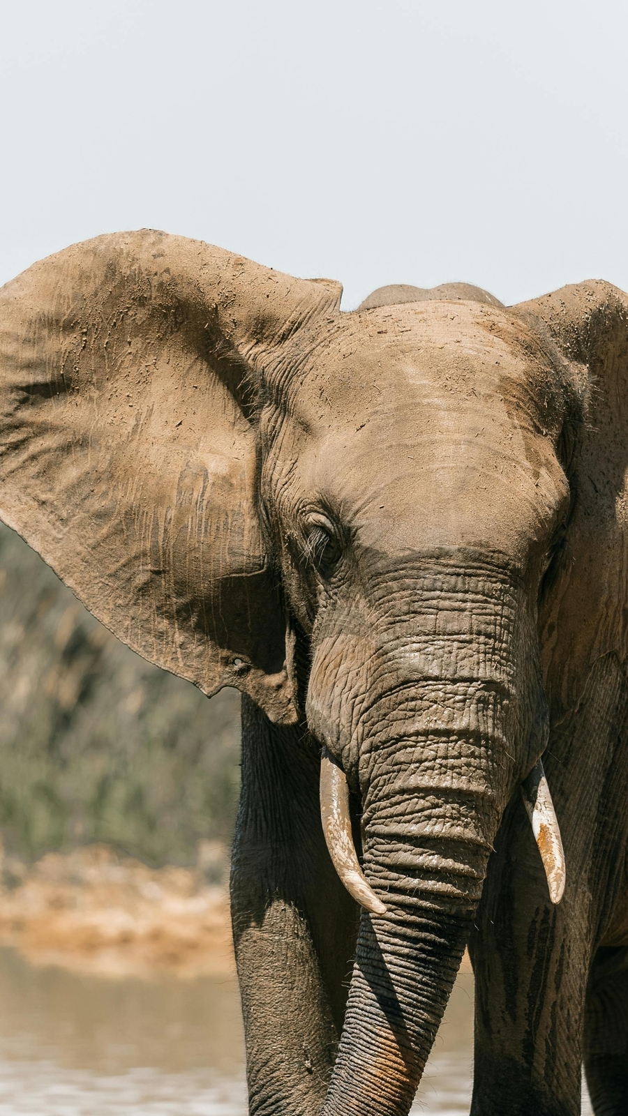 Facts about elephants that’ll melt your heart