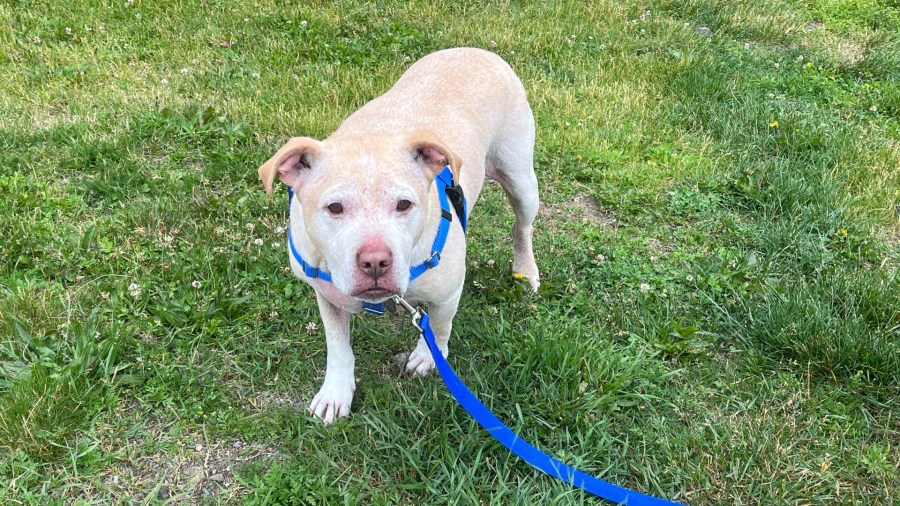 Massachusetts shelters unite for Summer Ruff-Fresher free adoption event