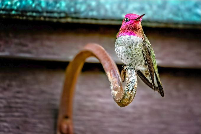 14 Proven Hummingbird Photography Tips
