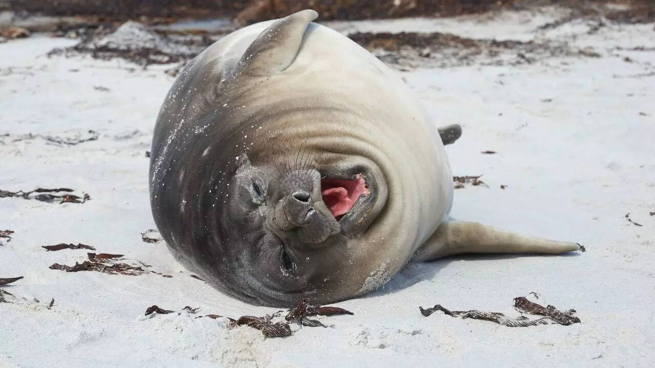 6 animals that are known for their unbelievable weight