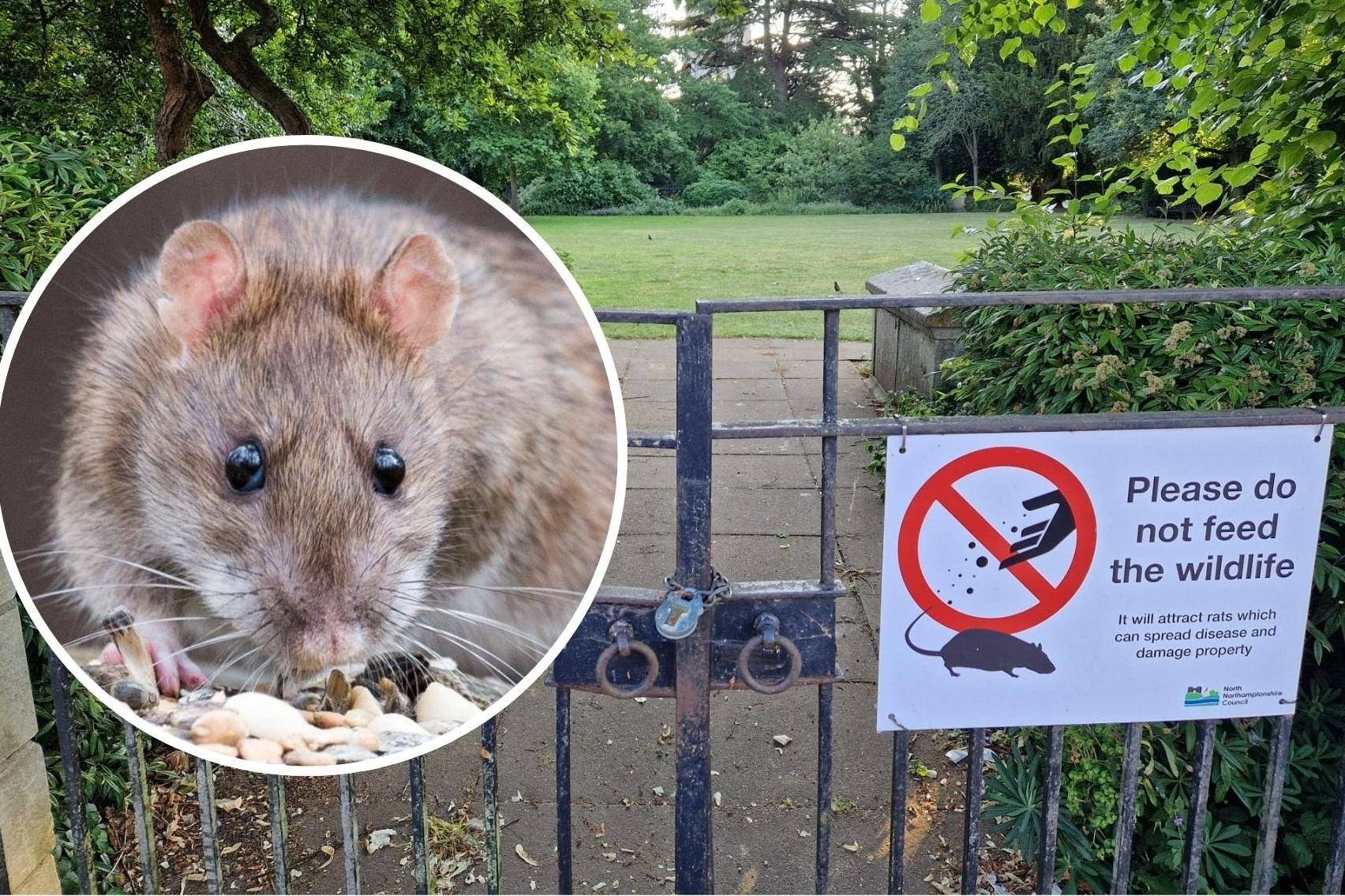 Rat infestation closes Kettering town centre Garden of Reflection
