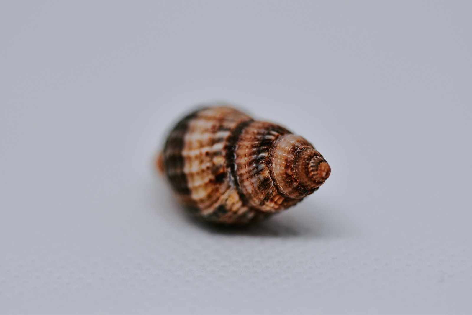 Beautiful but deadly: the shell you should never touch