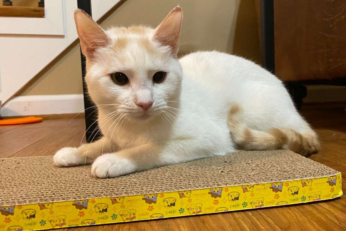 Tiny Teachers: Life Lessons From My Foster Cats