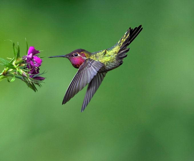 14 Proven Hummingbird Photography Tips