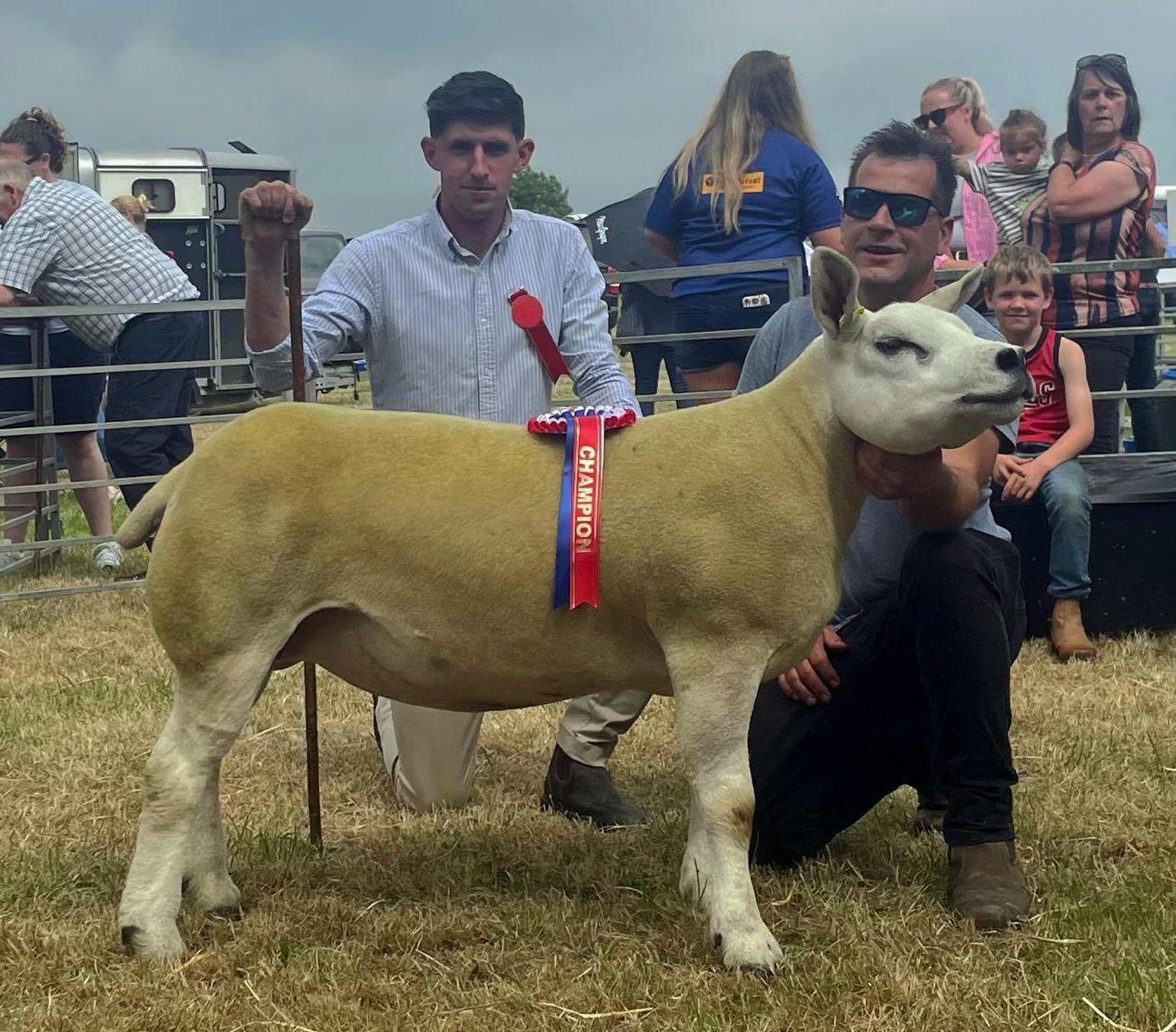 Templepark Texel clinches Texel Champion at Saintfield Show