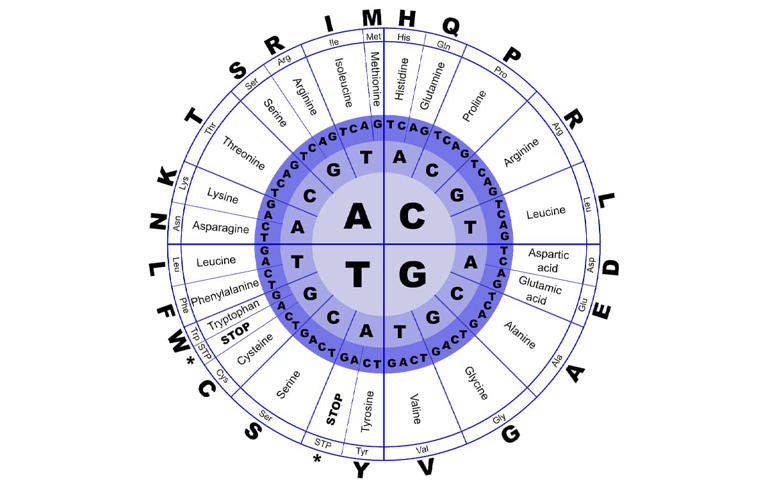 Ribosomas: función, estructura y producción — Guía completa y actualizada