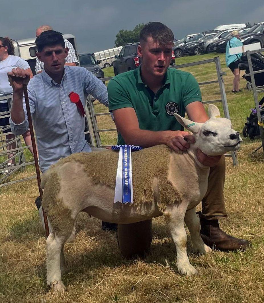 Templepark Texel clinches Texel Champion at Saintfield Show
