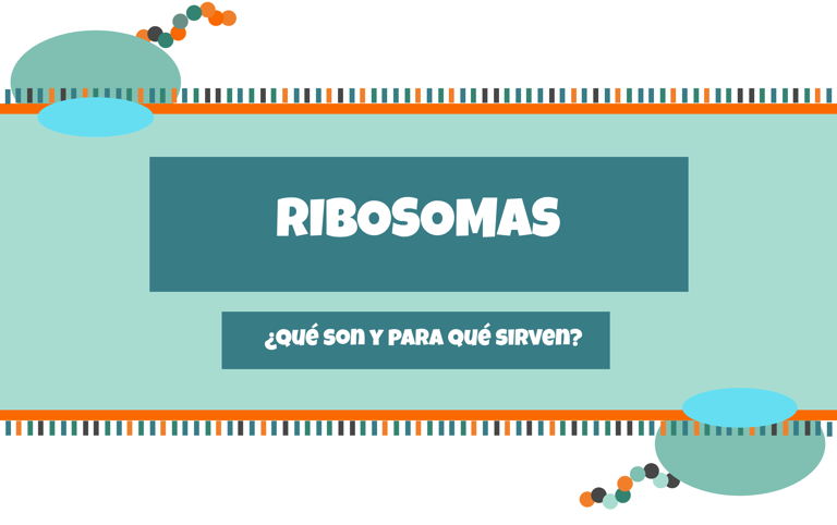 Ribosomas: función, estructura y producción — Guía completa y actualizada