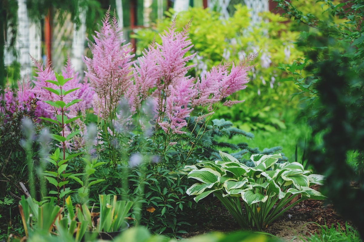 10 Easy Outdoor Plants That Don't Need Sunlight