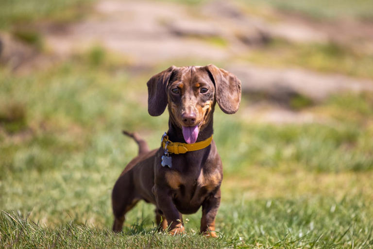 8 Dog Breeds with Long Ears and Why We Love Them