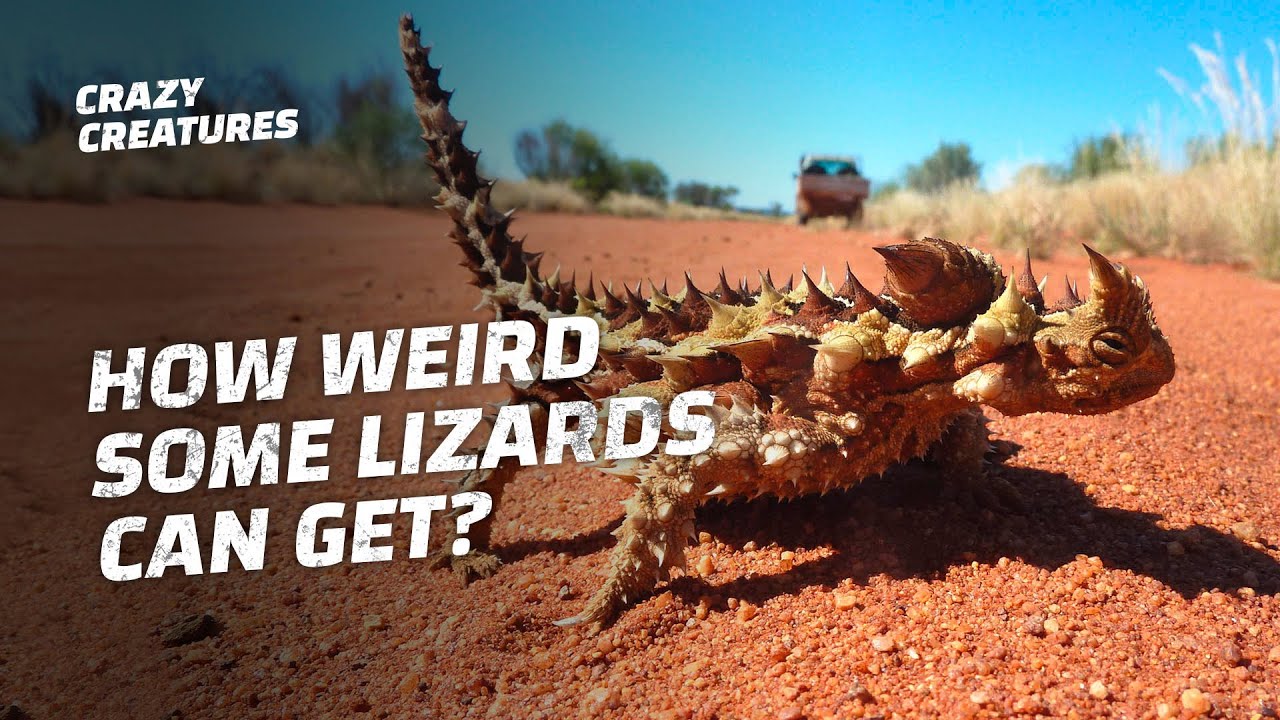 The Weirdest Lizards Ever Discovered
