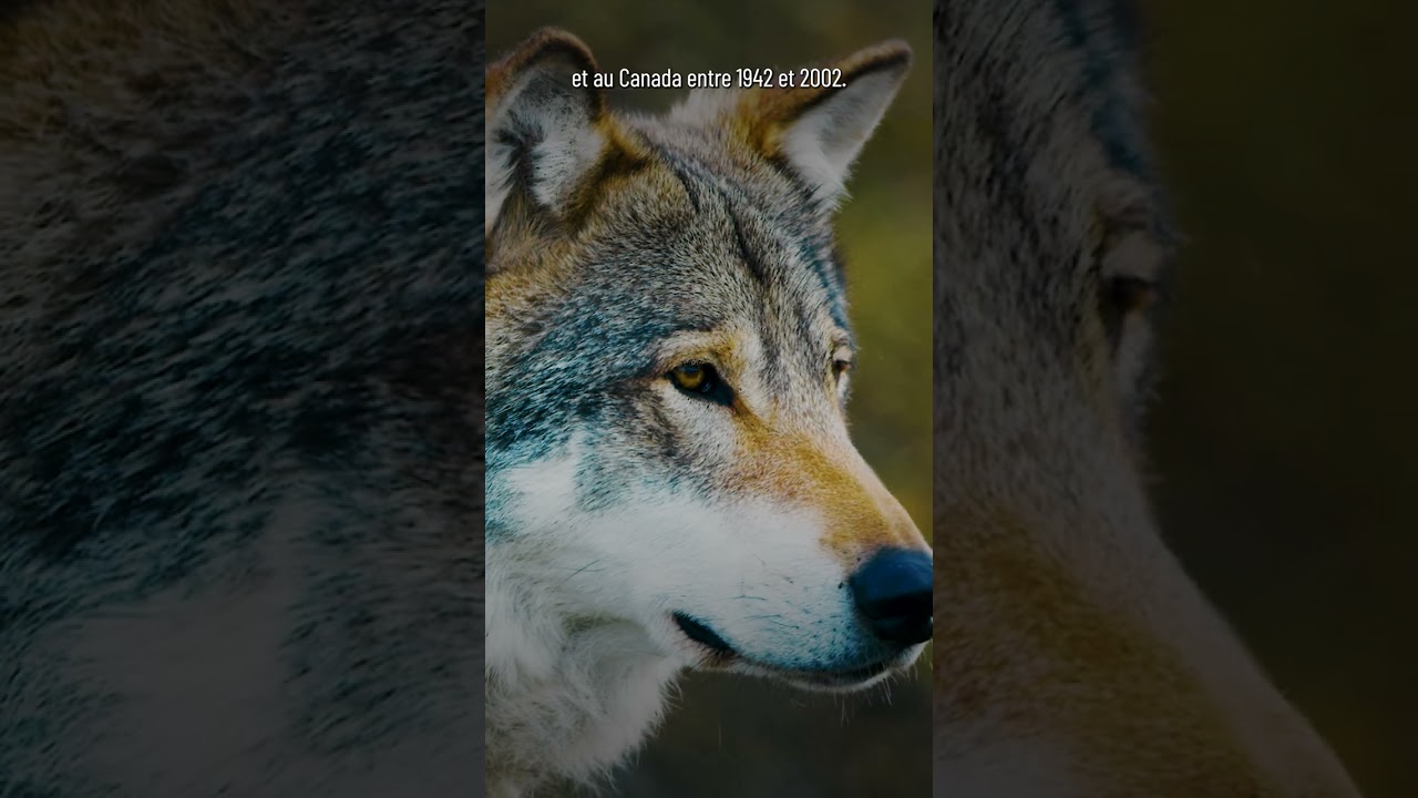 Comment survivre à une attaque de loup
