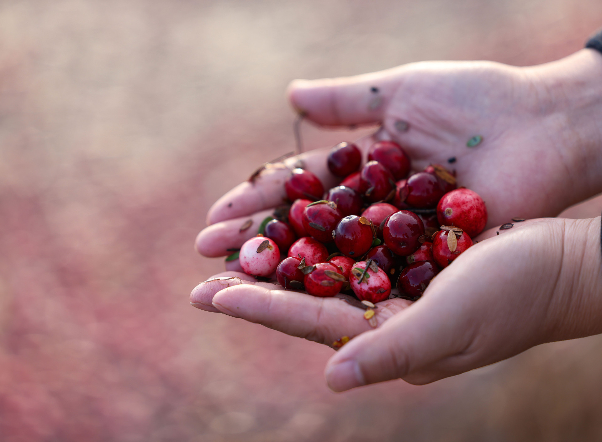 Why are cranberries so good for you?