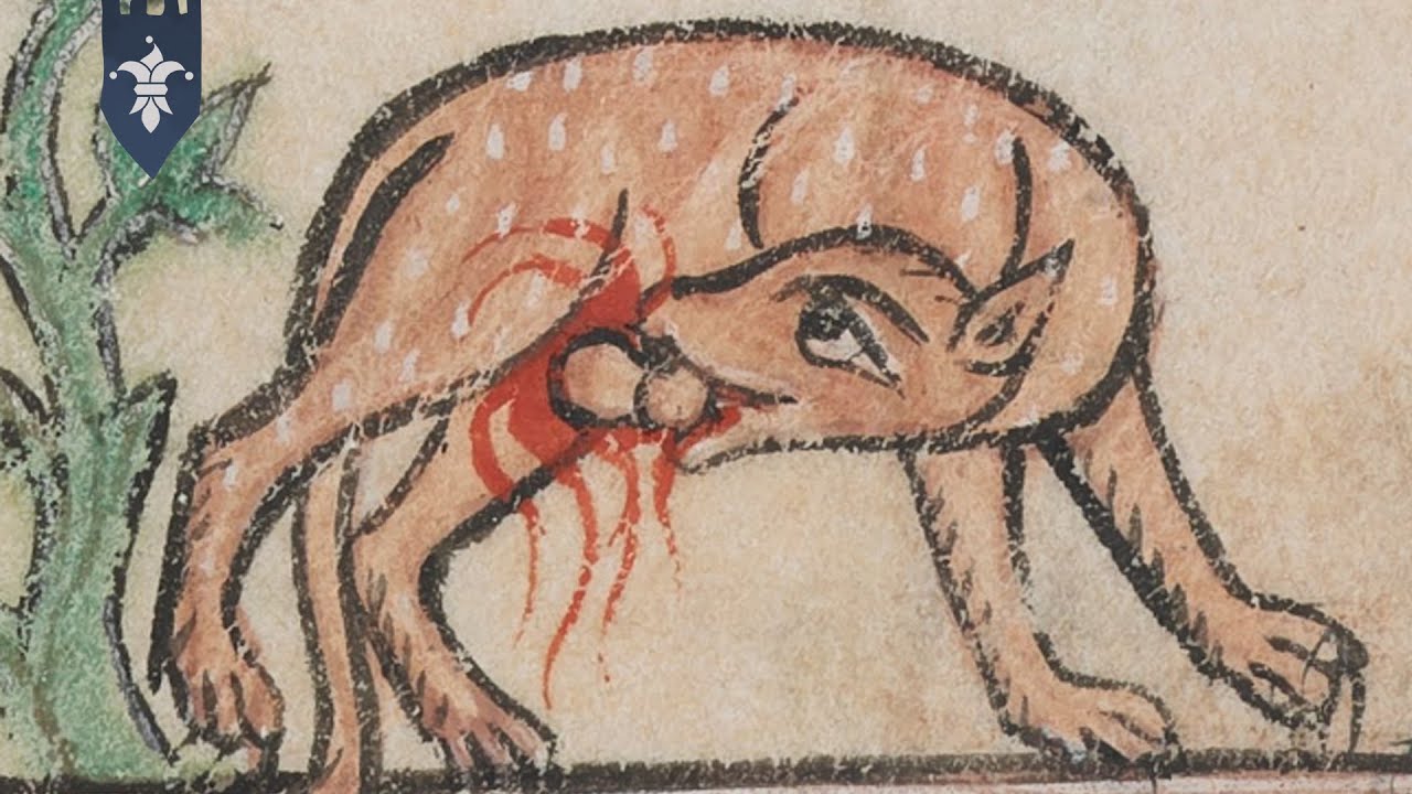 Bizarre and Inaccurate Beliefs from the Middle Ages