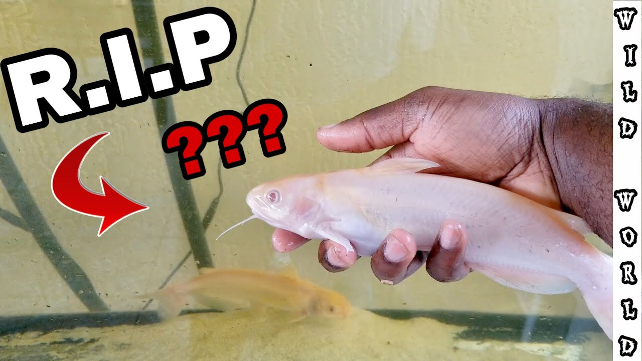 Surviving the ultimate fish tank failures