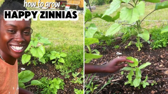 Gardener shares little-known secret to grow fuller flowers: 'It helps ...