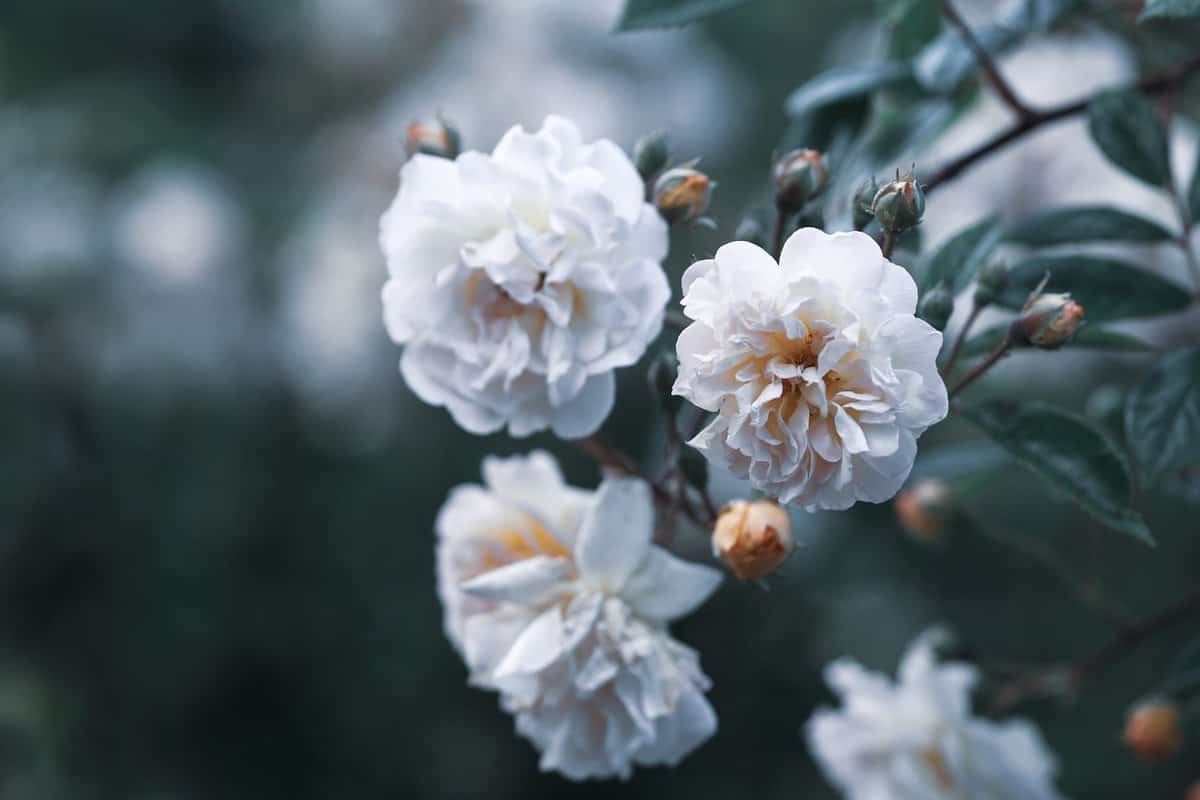 10 of the Most Beautiful Flowers In the World and Their Equally ...