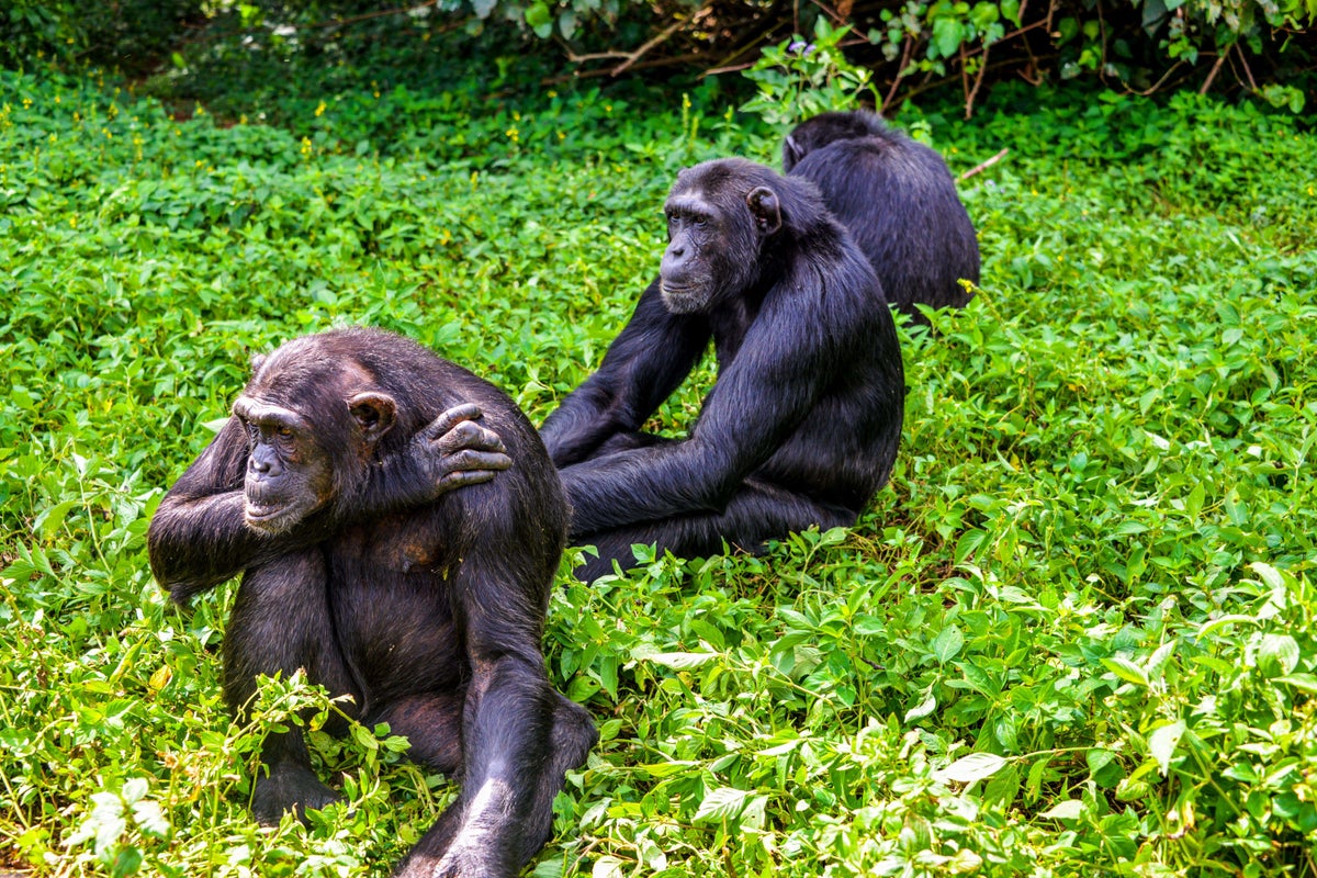 Chimps share with children sense of curiosity for social interactions ...