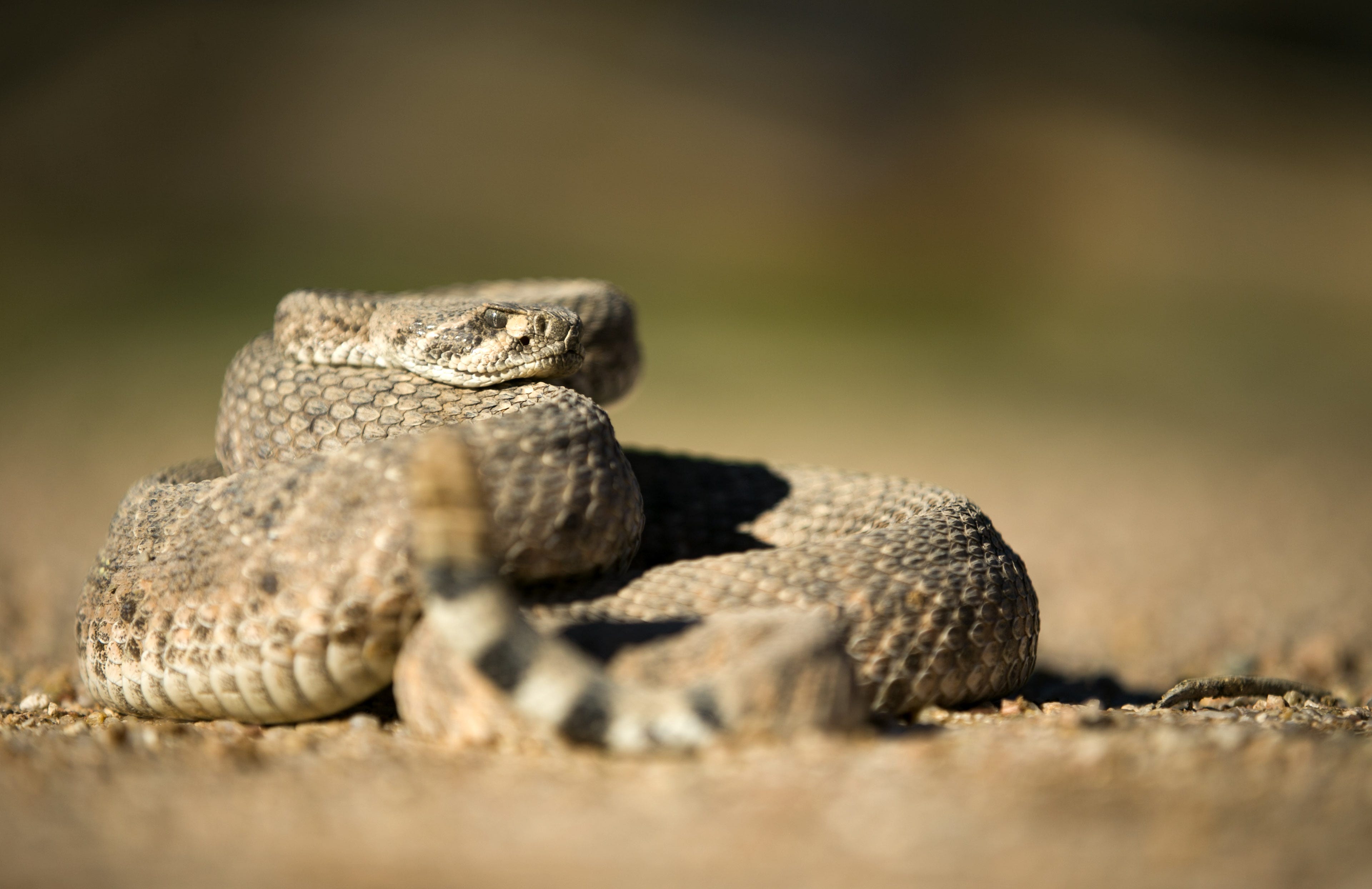 Yes, snakes can fly. But not in Arizona. 10 facts to know about them ...