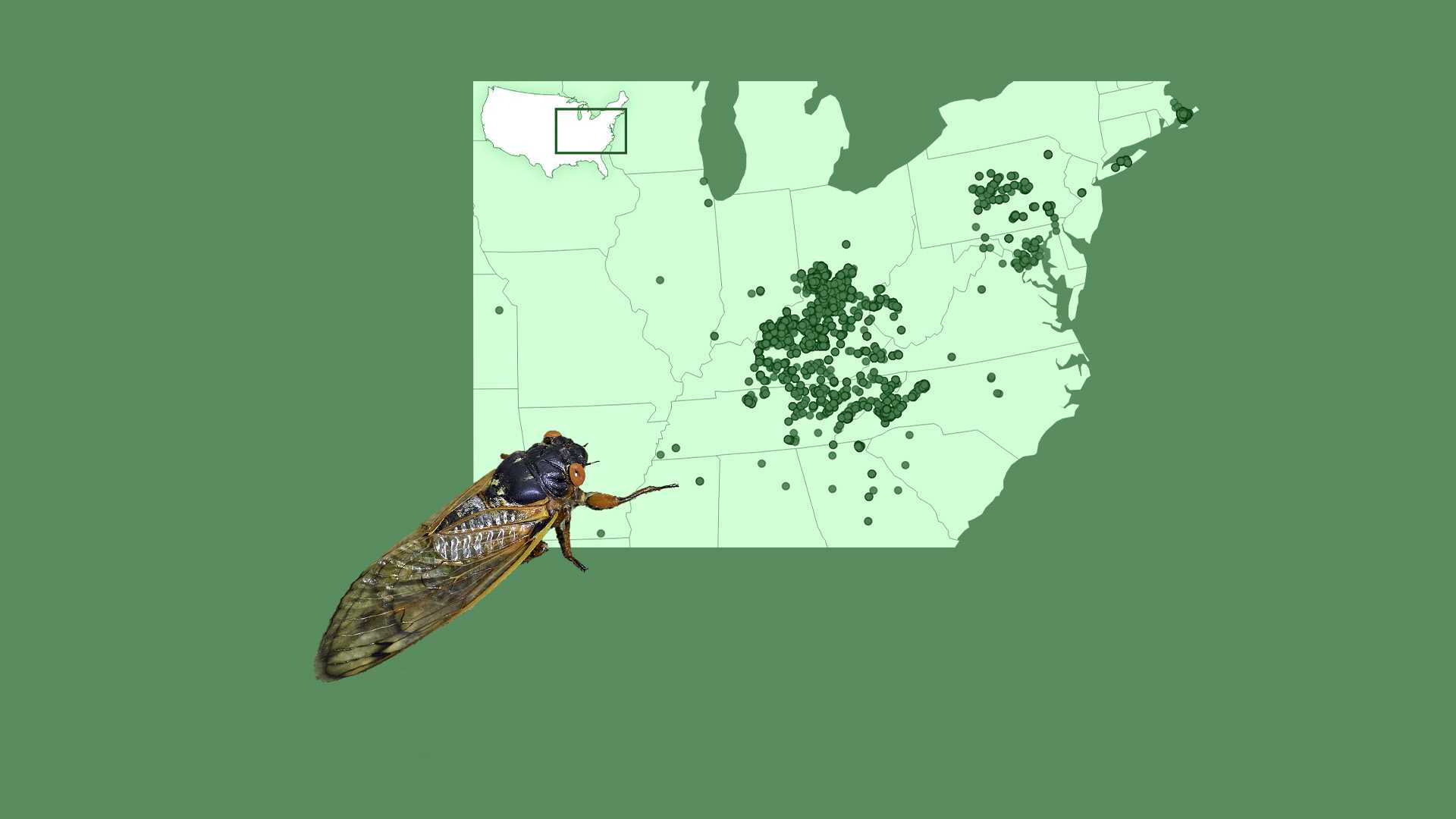 Hear that buzz? Why this cicada season will be different from the next 12