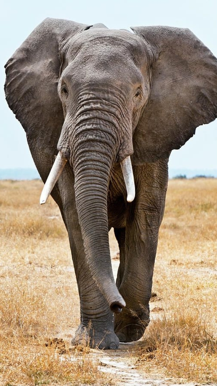 Facts about elephants that’ll melt your heart