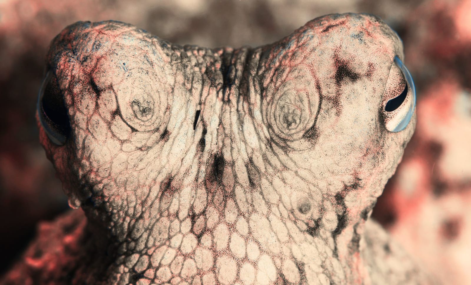 If Humans Become Extinct, This Is the Species That Will Take Over the ...