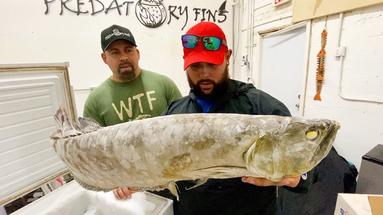 Monster Fish Graveyard Discovered in Freezer Box