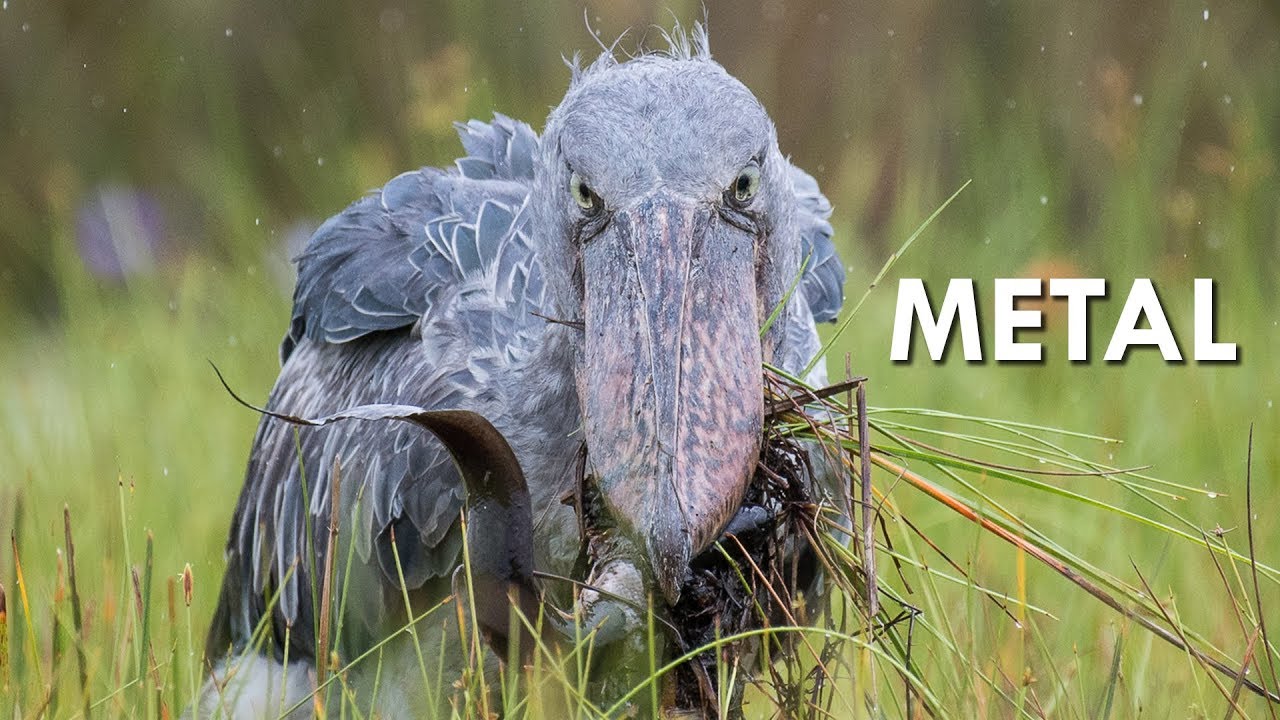 Shoebills: Nature’s Most Hardcore Bird