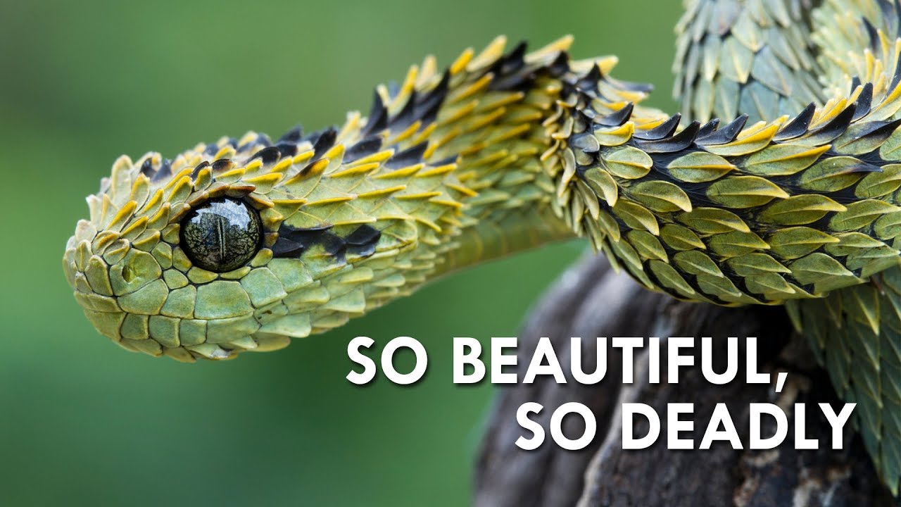 Vipers Are Just Danger Noodles with Fangs