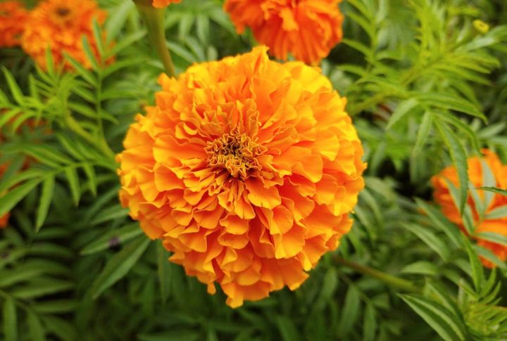 20 spectacular orange flowers for four-season gardens