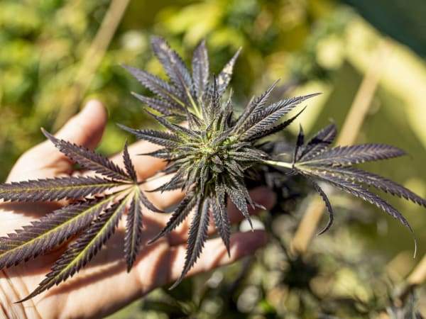 Gov. Greg Abbott issues last-minute veto of THC ban in Texas