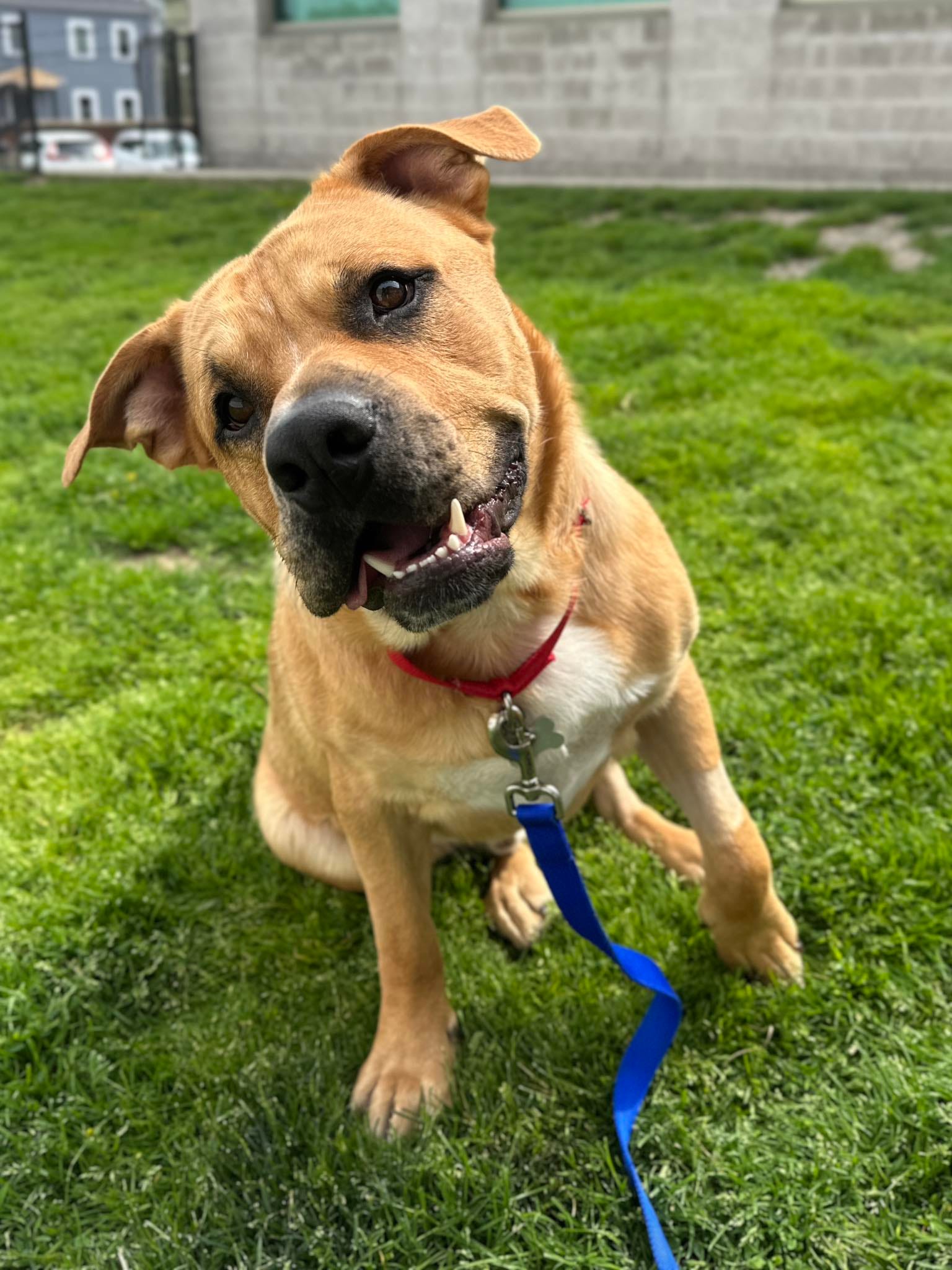 Thinking about adopting a dog? Fees are waived at 9 MA animal shelters ...