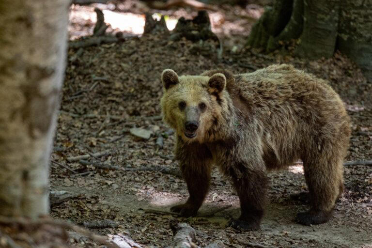 Καστοριά: Προσωρινά Κλειστός o Λιμναίος Οικισμός Δισπηλιού από μια ...