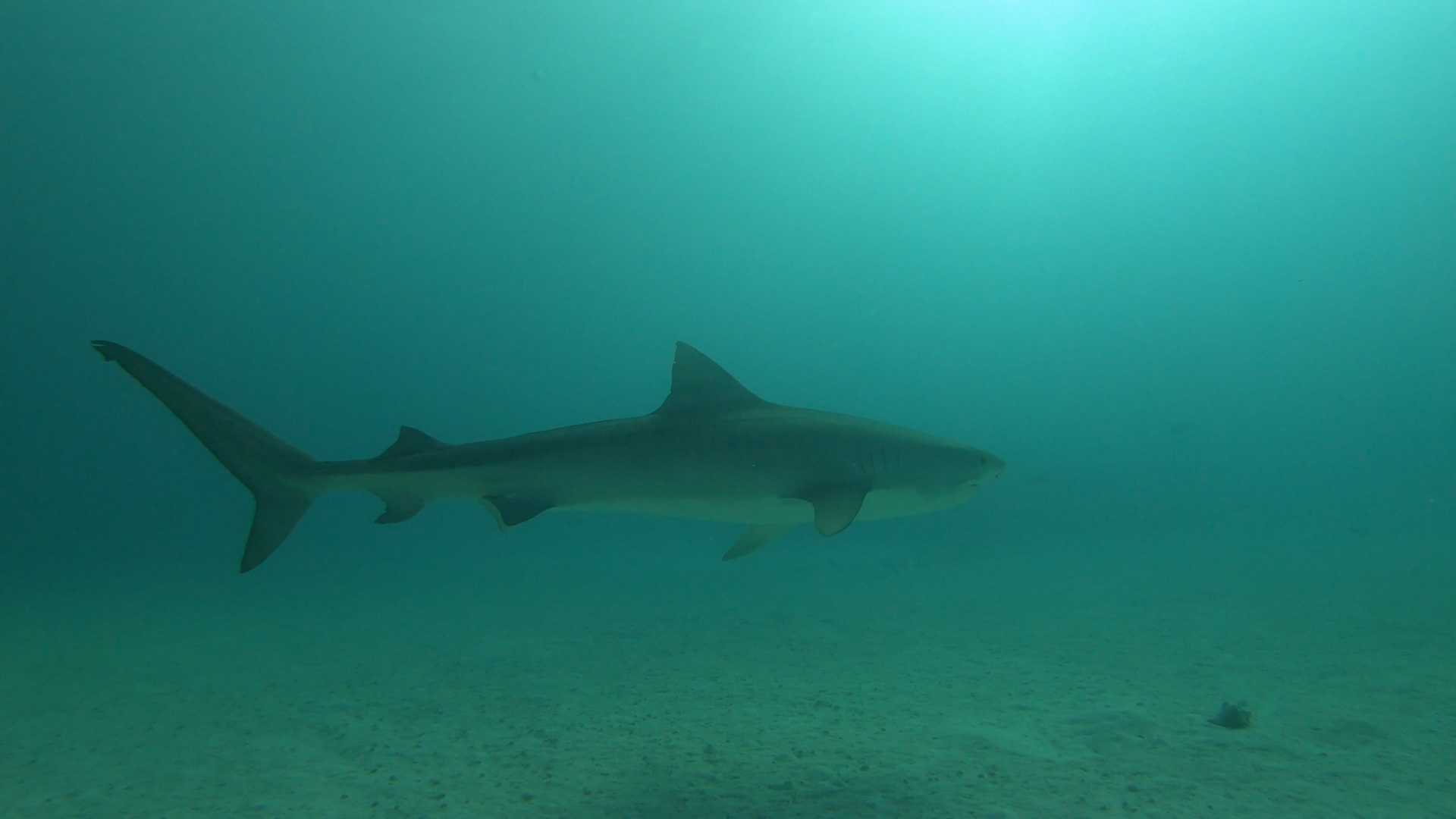 Officials: Visitor to Hilton Head's Coligny Beach suffers shark bite