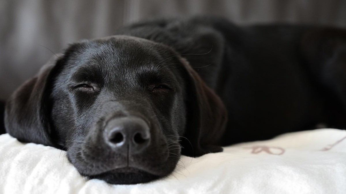 10 dog breeds that find happiness and love in the simplest things