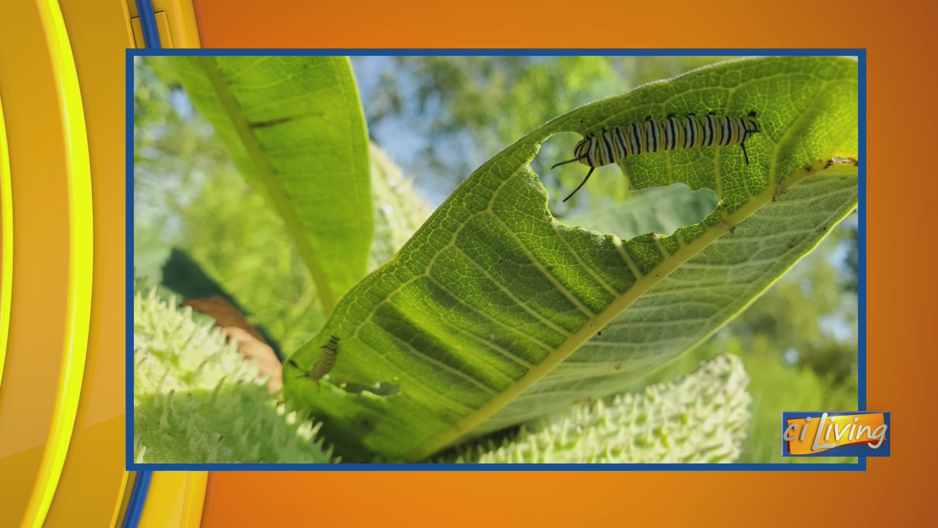 Milkweed: The Butterfly Magnet for Your Yard