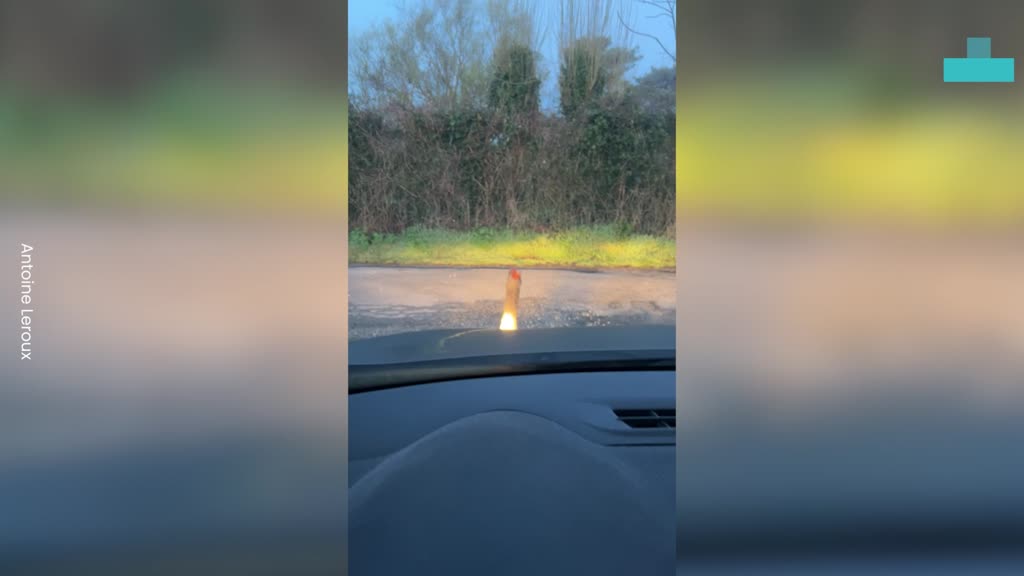 Persistent Geese Trap Man In His Own Car