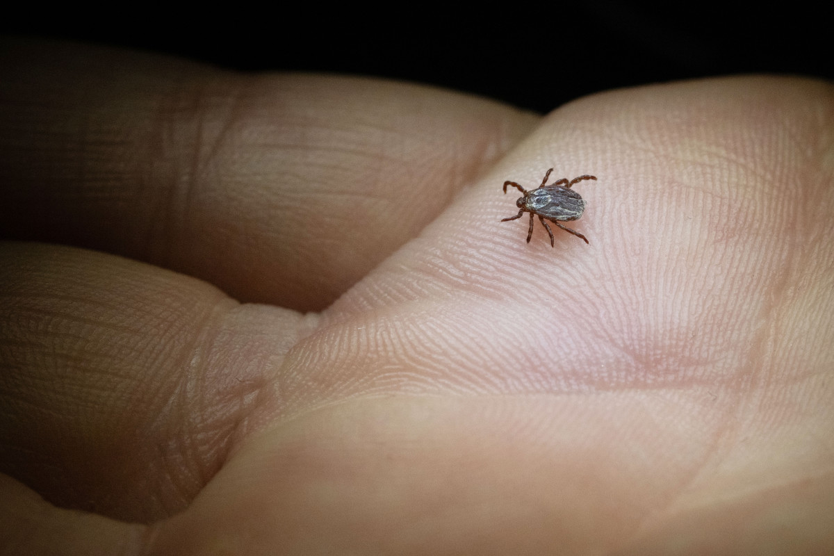 Scientists Sound Alarm on New Tick Behavior That Puts More People in Danger