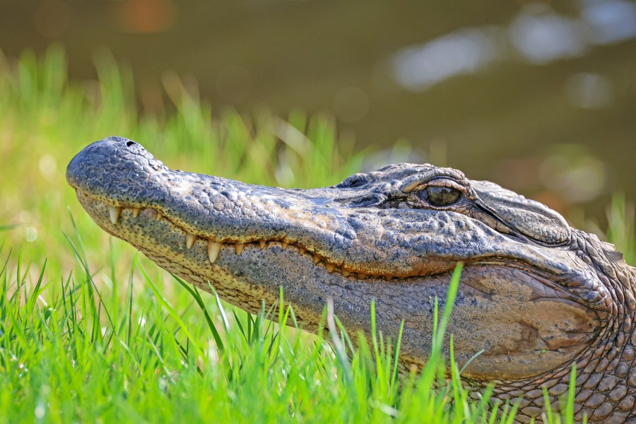 Alligator nesting sites force closure of Polk County trail