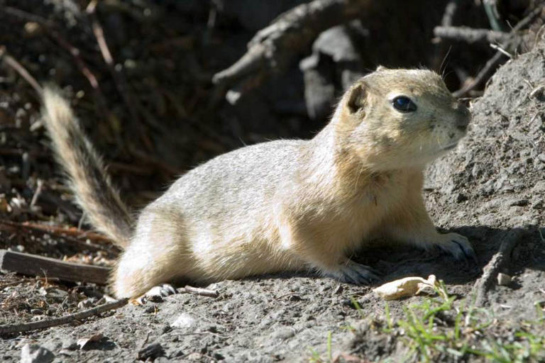 Minot AFB leaders take action over Dak Rat population