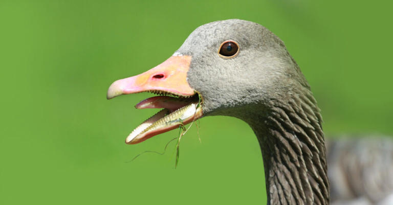 Goose Teeth: Everything You Need to Know