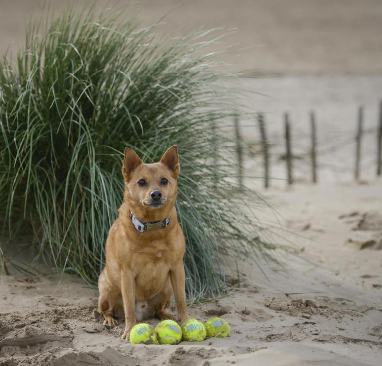 Heartbroken dog owner leaves Biscuit's Ball exchange legacy for beloved ...