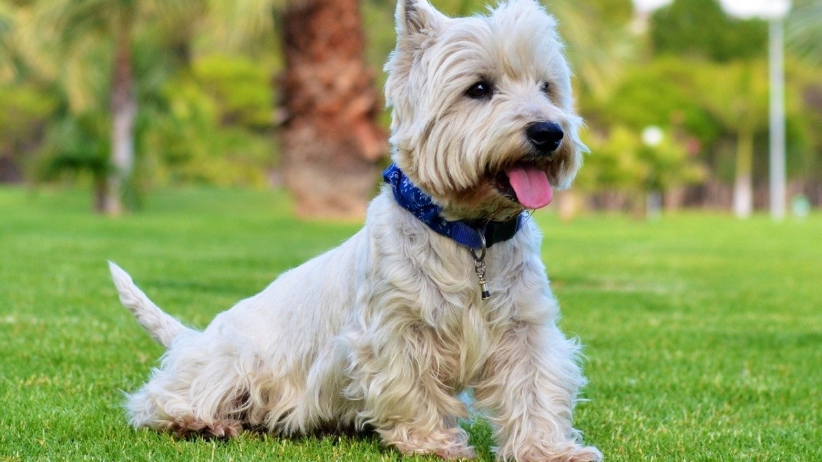 Games and exercises to stimulate your dog's mind