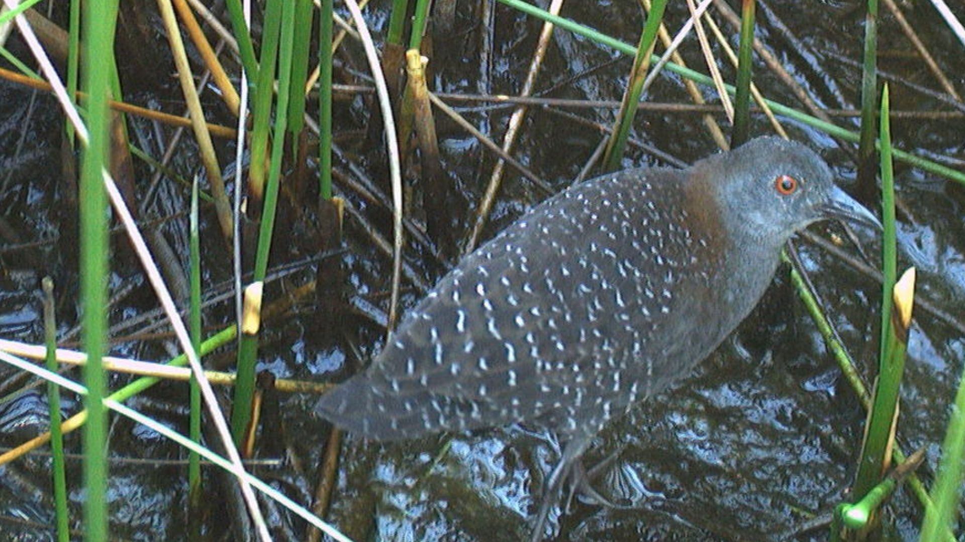 Eastern black rail bird facing extinction threat in North Carolina
