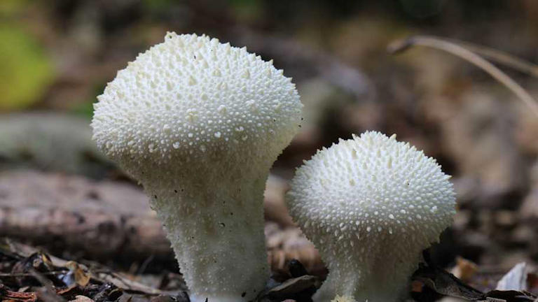 15 of the World's Funkiest Fungi