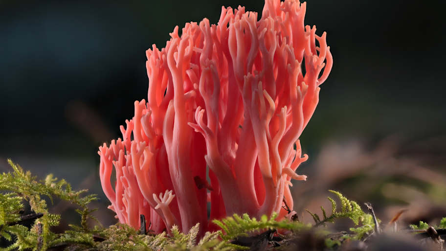 15 of the World's Funkiest Fungi