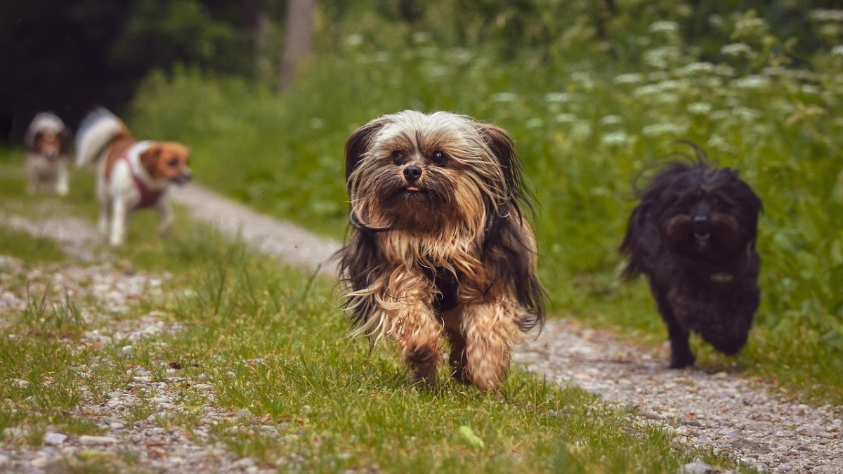 Games and exercises to stimulate your dog's mind