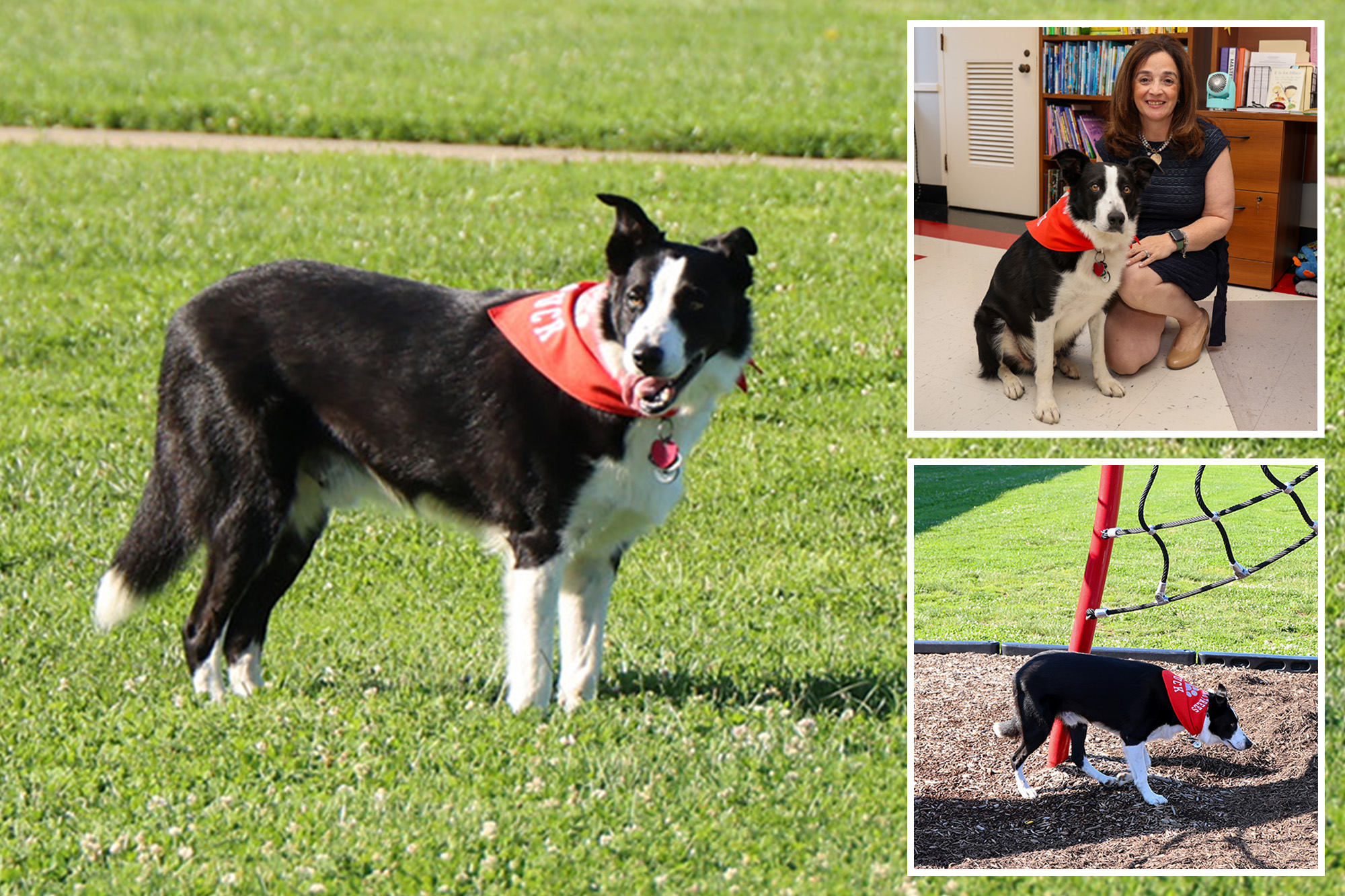 Long Island school recruits adorable ‘celebrity’ dog to fight goose ...