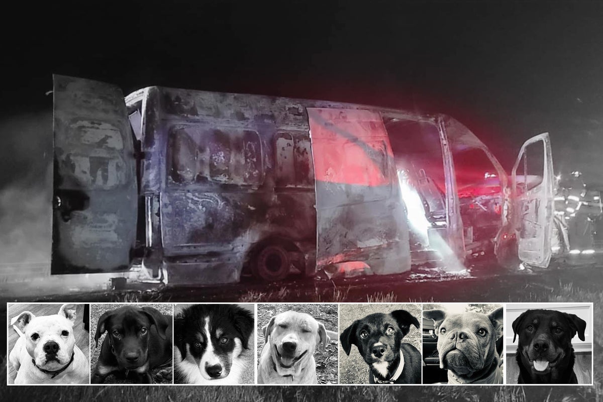 Seven adopted dogs on their way to their forever homes are killed after ...