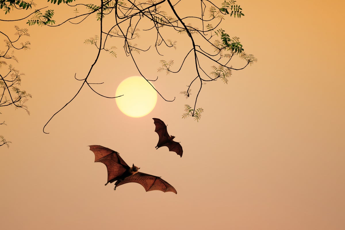 Bat found with rare rabies-like virus in UK back garden